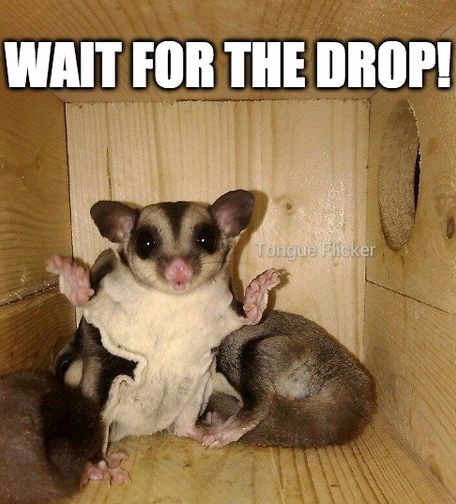 Cute Sugar Glider Memes GliderGossip Caption Fun 7: Glider Meme