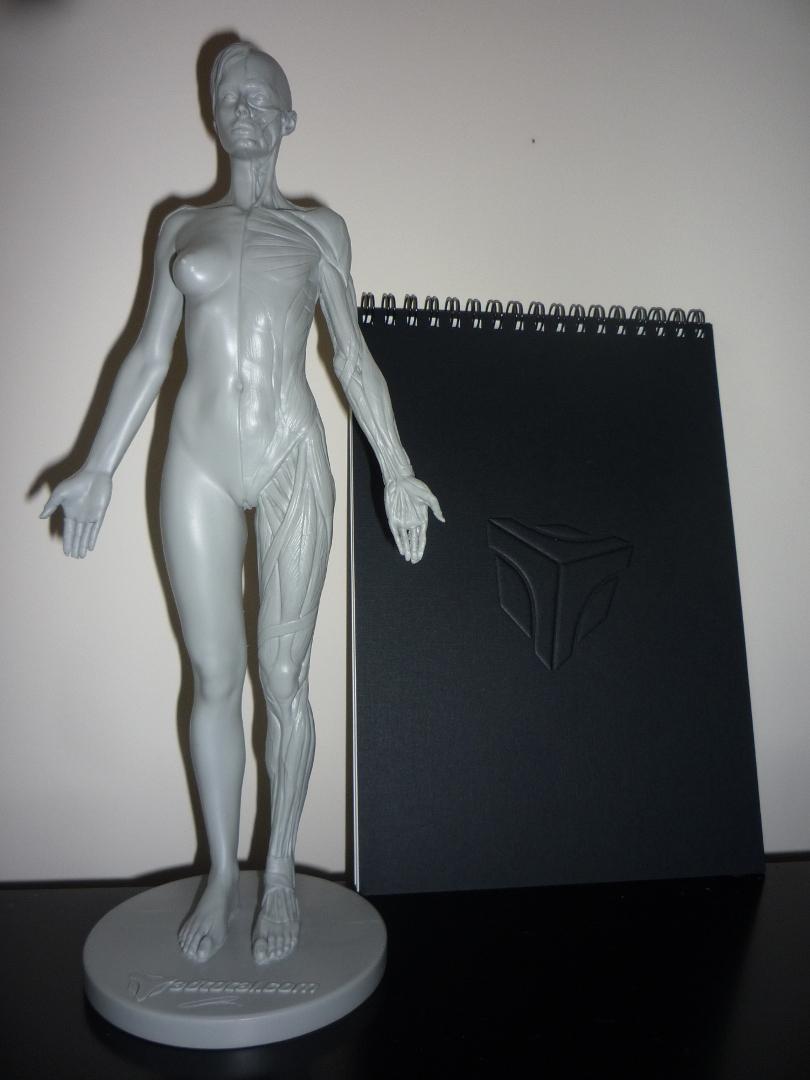 ZbrushTricks on Twitter: "I've just got my female anatomy figure from 3DTotal Games Kickstarter ...