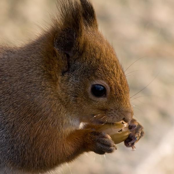 Squirrel Teeth Marks