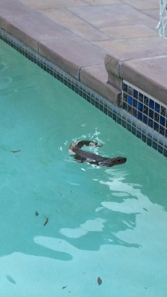Dead Squirrel In Pool Meme