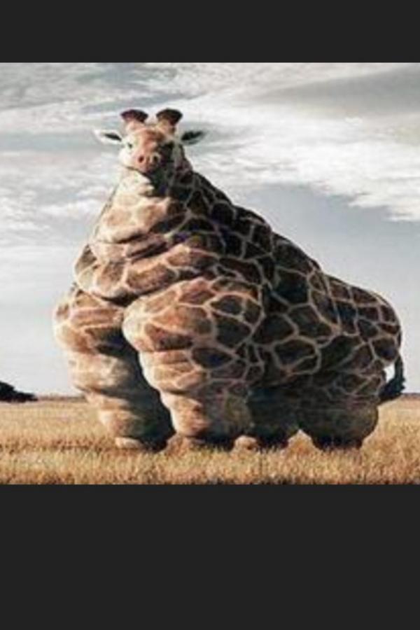 Fattest Giraffe In The World