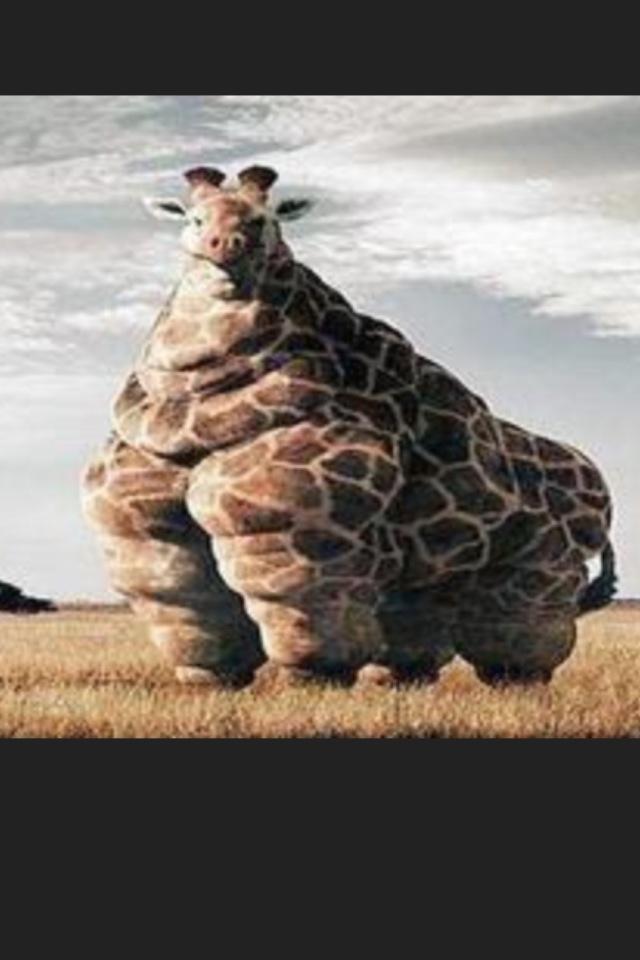 Fattest Giraffe Fat Animals Rollin Wild If Animals Were Round