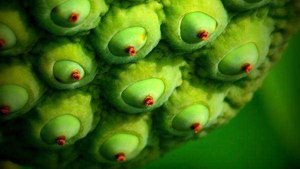 Trypophobia, the fear of irregular patterns of holes, plus the 9 other ...