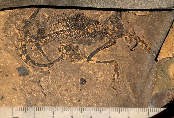 Tanytrachelos - Alchetron, The Free Social Encyclopedia