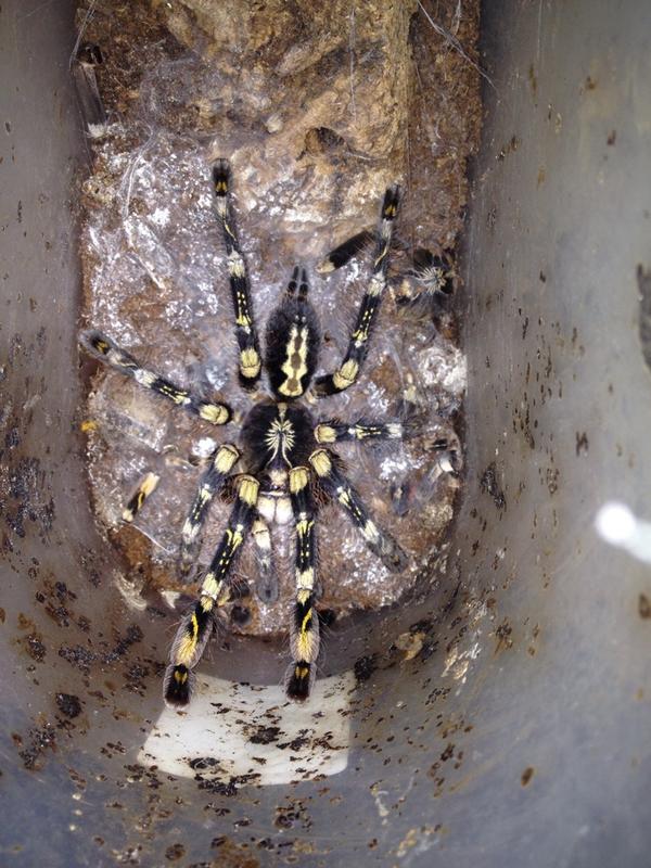 Poecilotheria Subfusca Lowland