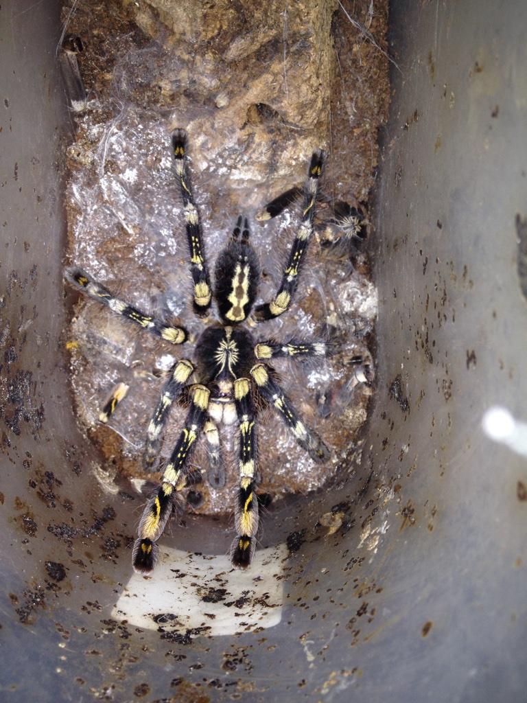 Poecilotheria Subfusca Highland