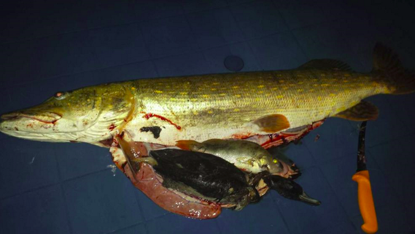 Northern Pike Eating Duck Read Along With PFBC: PLAY Fall 2015 The