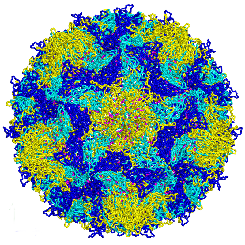 Poliomyelitis Virus Structure