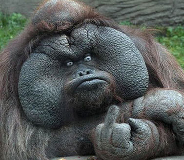 Pues yo tampoco sé nada y no voy presumiendo como sócrates... chango ...