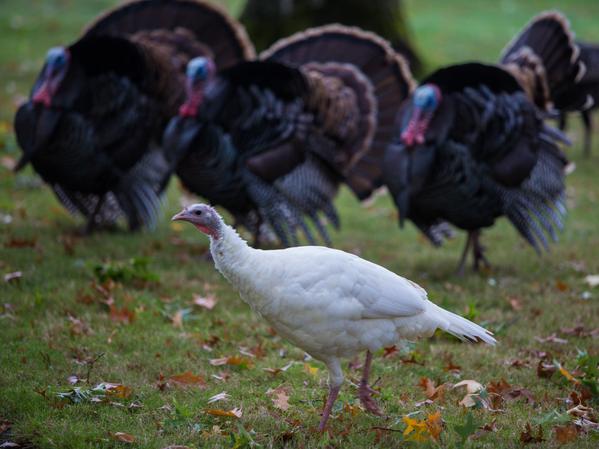 White Wild Turkey Photos