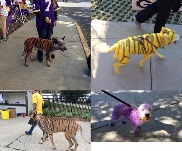 Dogs That Look Like Tigers