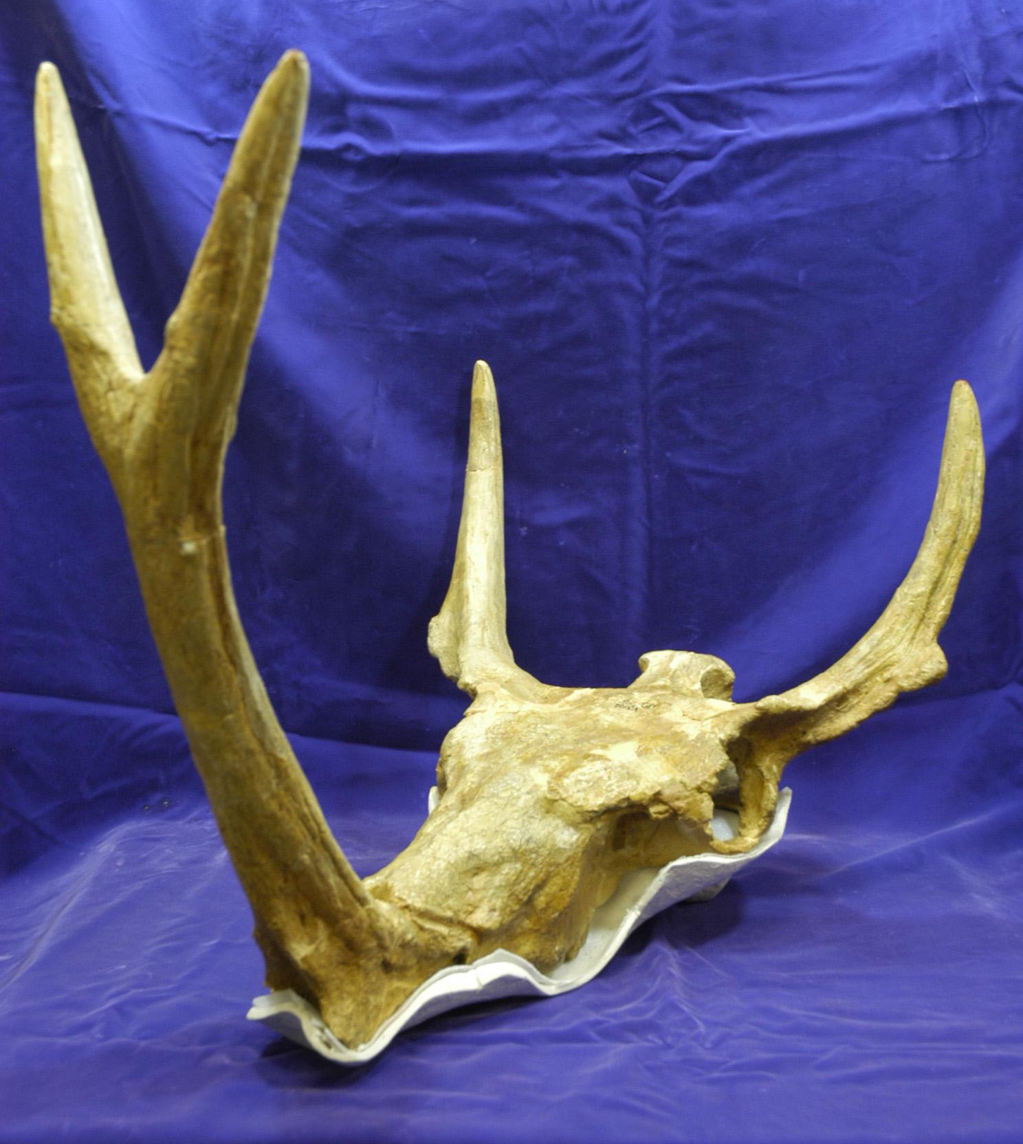 Synthetoceras Tricornatus