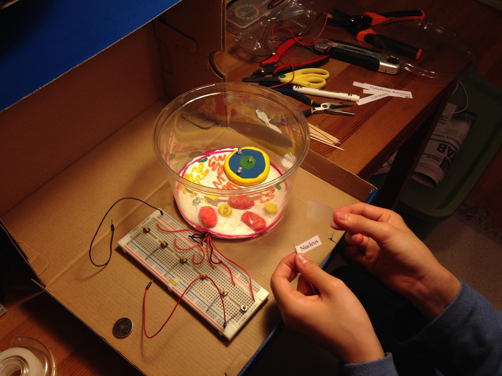 Building An Animal Cell Model