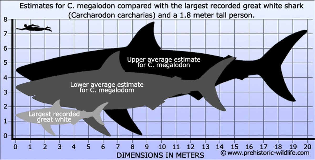 Carcharodon Megalodon Size