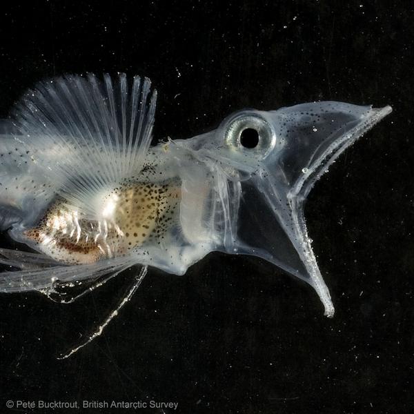 Antarctic Ice Fish