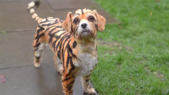 Tiger Dog Breed Everything You Need To Know About The Kai Ken Dog