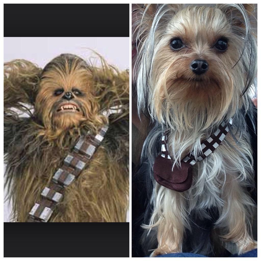 Yorkie Chewbacca Costume Star Wars Chewbacca Dog Shirt