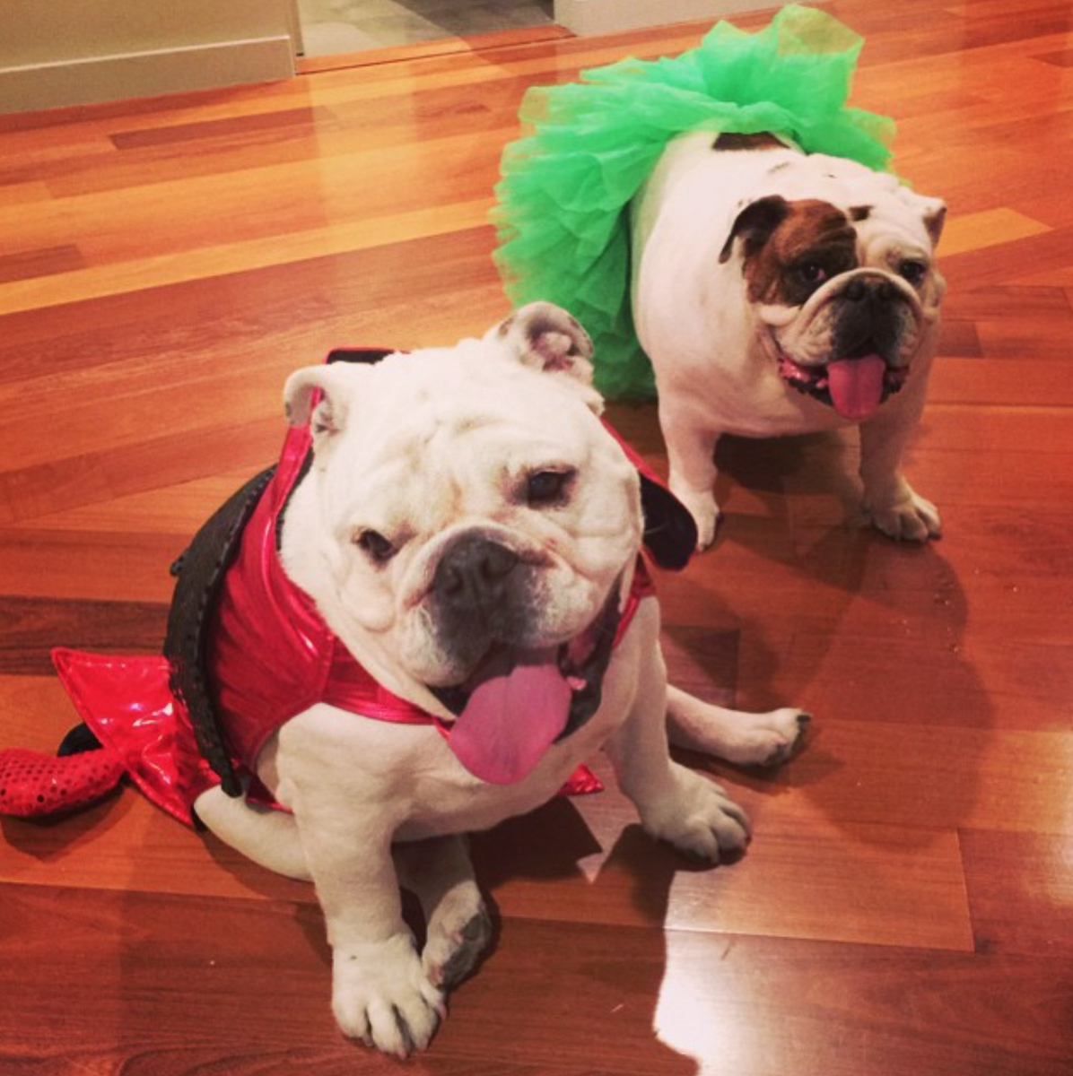 Rob Dyrdek Meaty Puppy