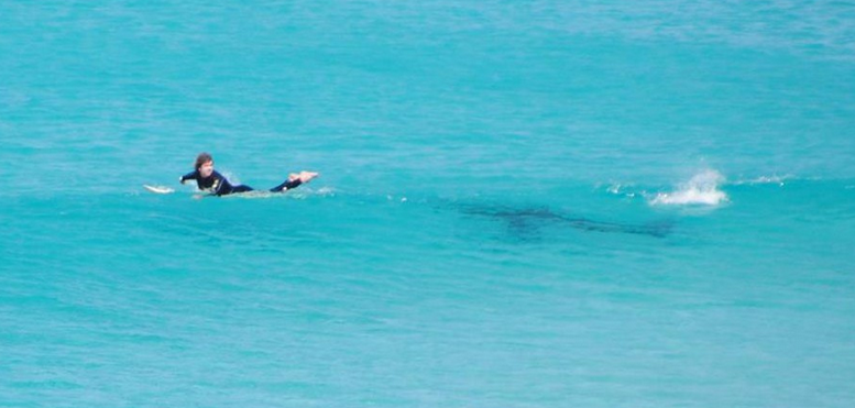 Stunning photos show a great white shark chasing an Australian surfer ...