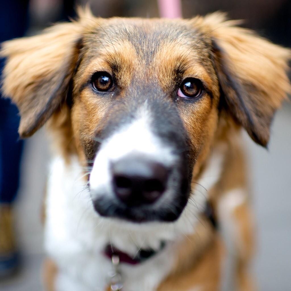 St Bernard Border Collie Mix Breed