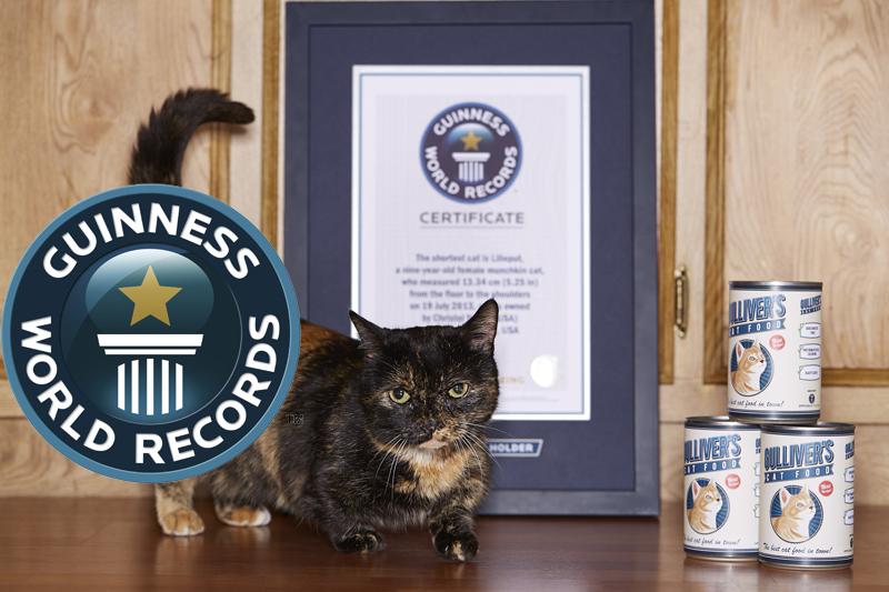 Worlds Smallest Cat Guinness World Record Guinness World Records: