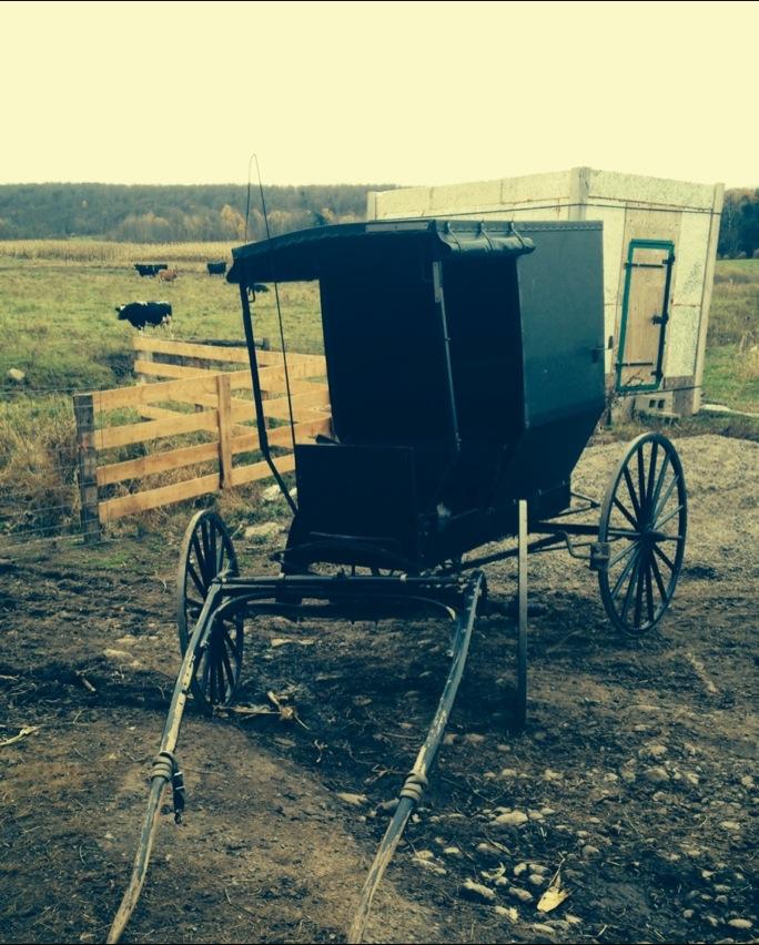 Amish Insemination