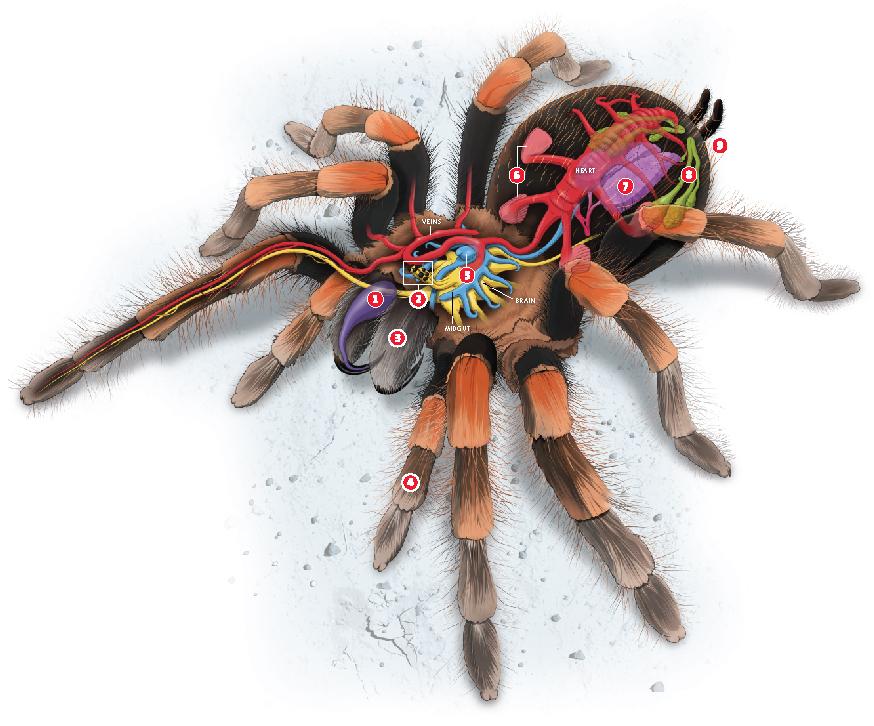 Red Knee Tarantula Eyes