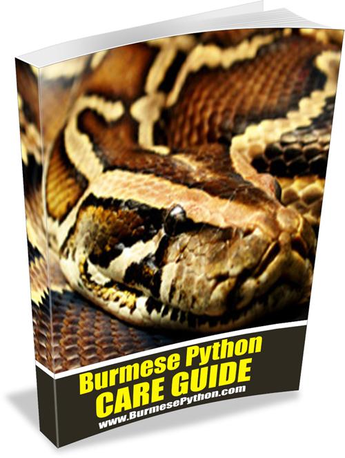 Burmese Python (@BurmesePythons) | Twitter
