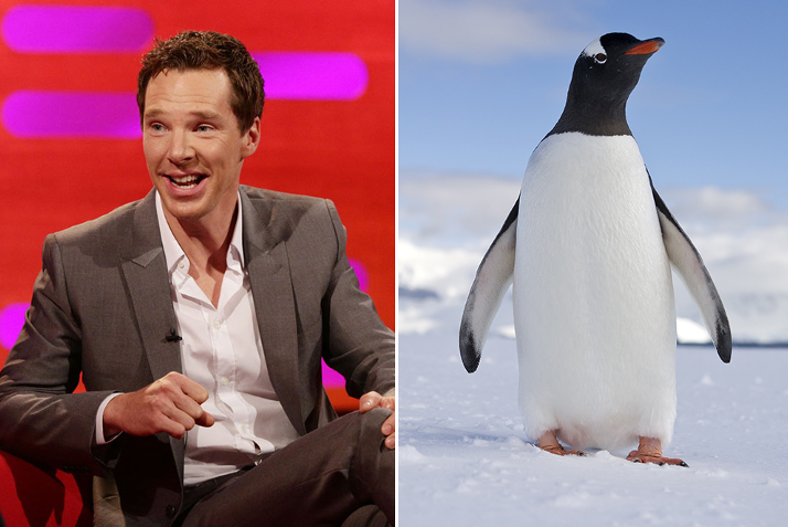 Benedict Cumberbatch narrates the Monty the Penguin ...