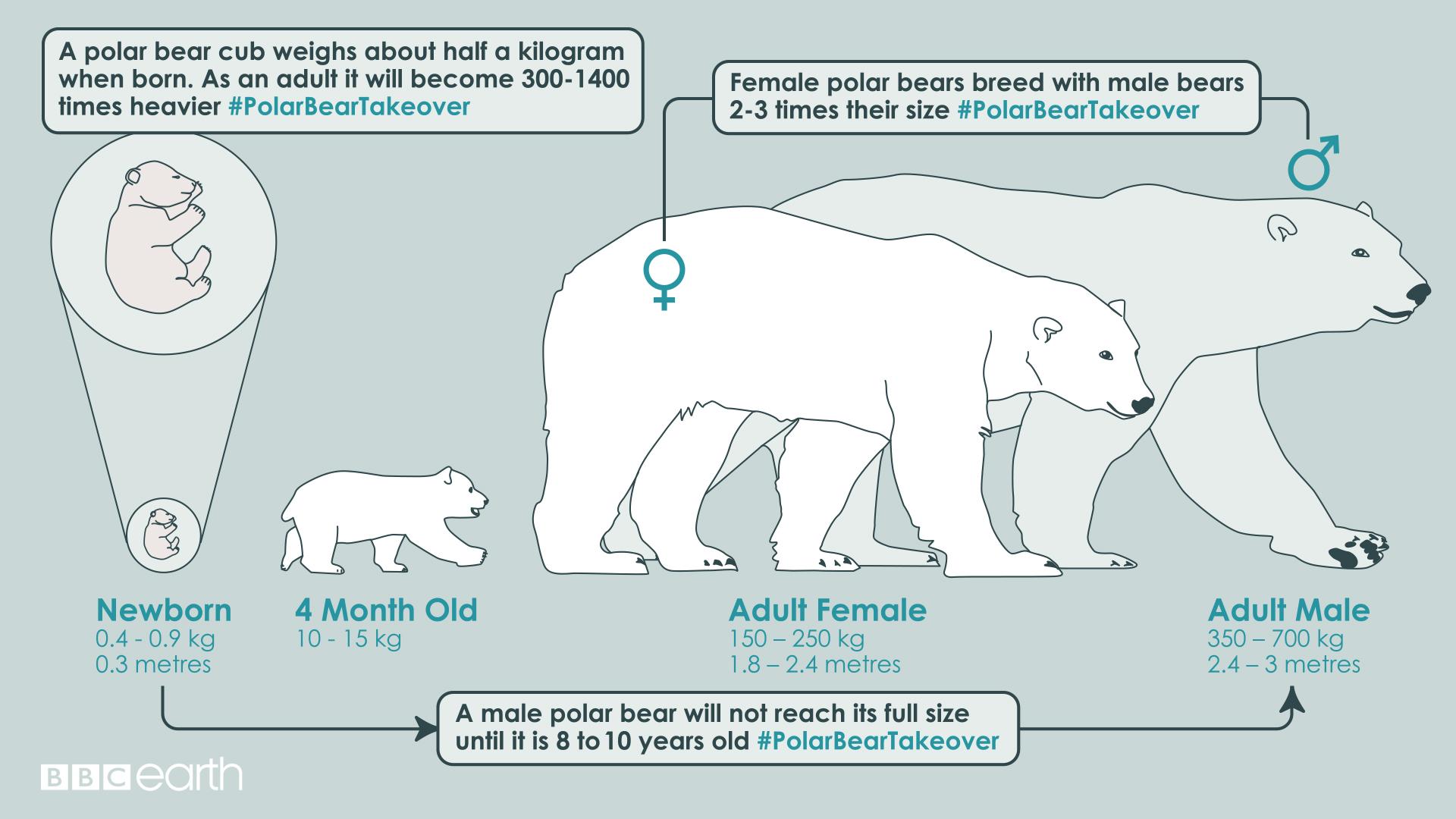 Polar Bear Size Comparison Bad News For Polar Bears