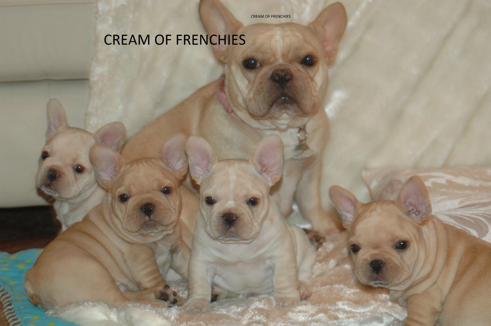 How Much Is A French Bulldog In The Philippines