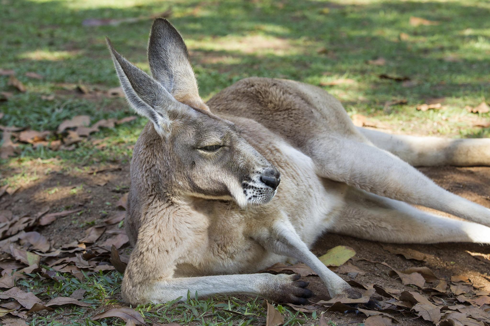 Newborn Kangaroo Size