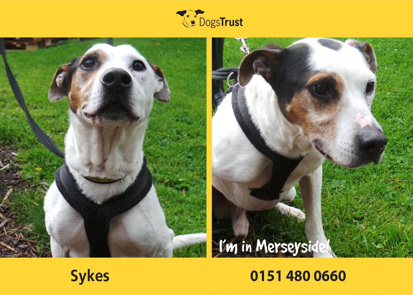 Is The Dog That Played Sykes Still Alive