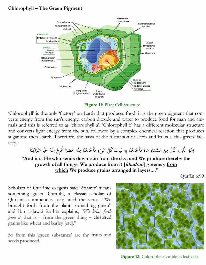 Chlorophyll Science