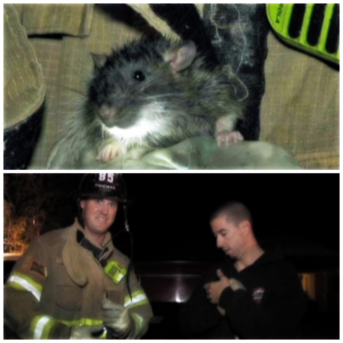 We love this story: Pet rat survives 2-alarm house fire in which roof ...