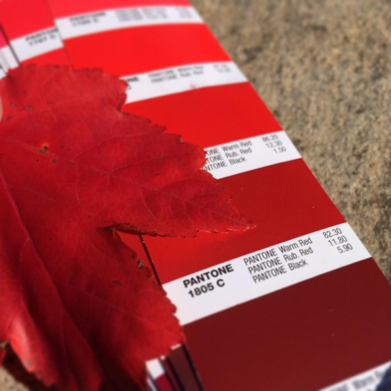 Pantone Bright Red Pantone The Definitive Guide Columbia Omni