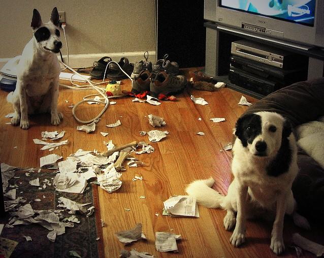 Are Dogs Guilty