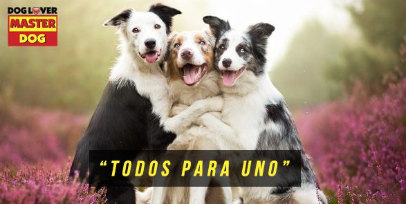 MasterDogChile on Twitter: "Y uno para todos :D http://t.co/J3o2w5ybAz"