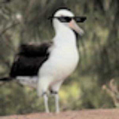 : No. We don't know what an #Albatroaz is. Maybe it's this? Very hard...