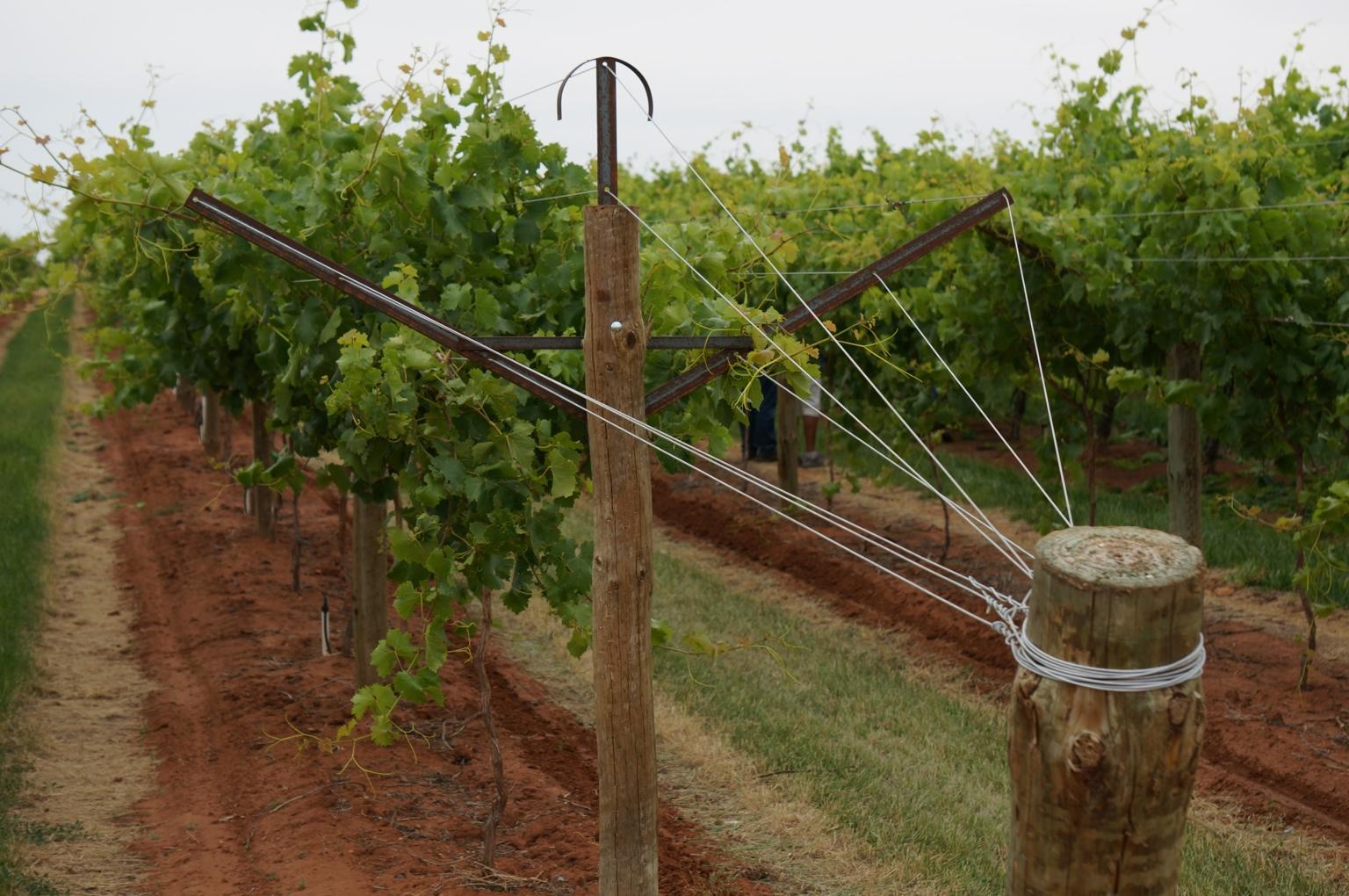 Table Grape Trellis Systems