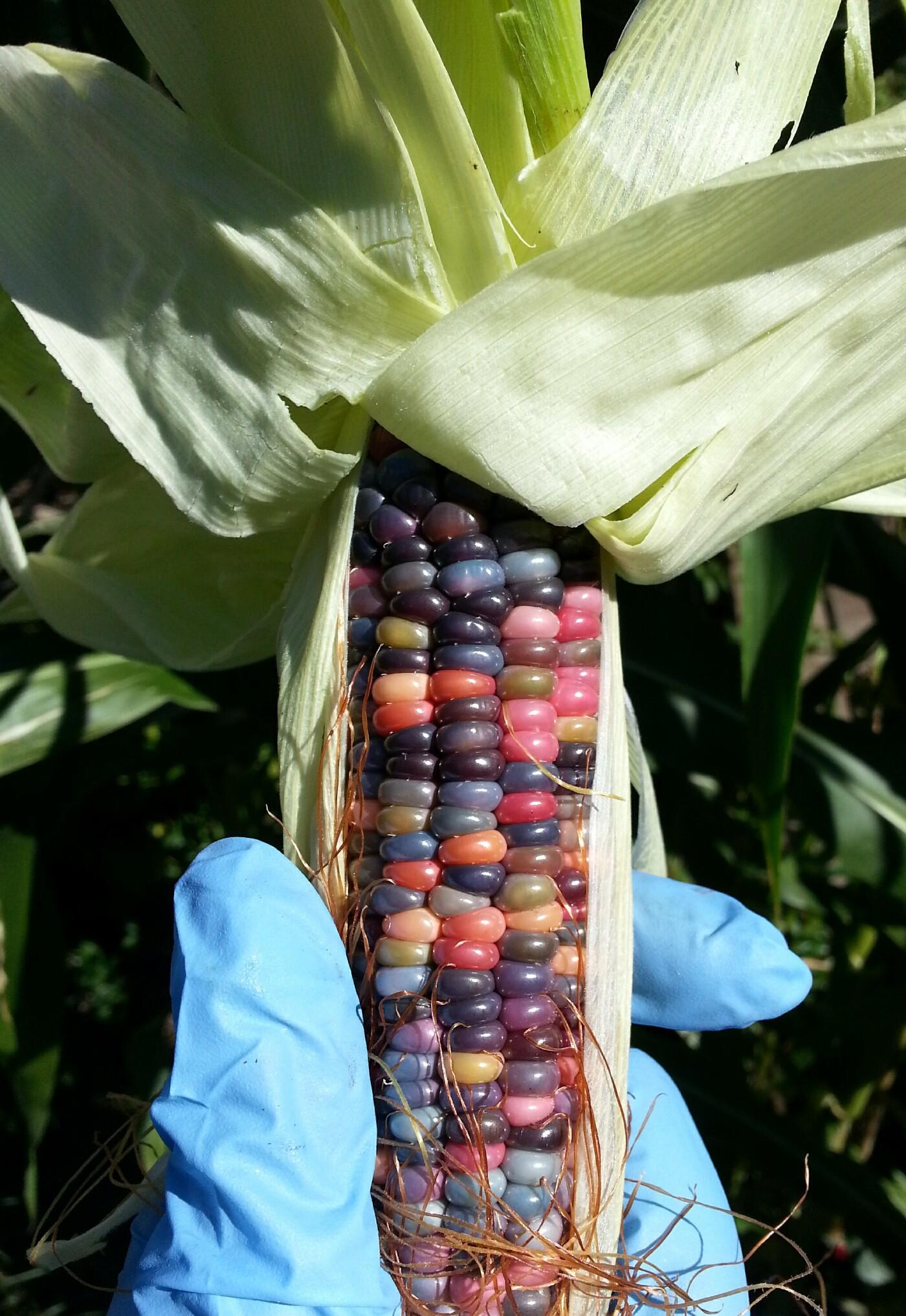 Artificial Selection Corn