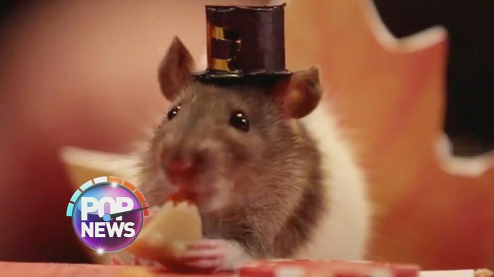 Tiny burrito-eating hamster is back! this time, the hamster sits down ...