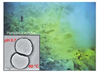 Picrophilus - Alchetron, The Free Social Encyclopedia