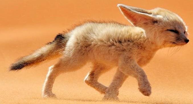 Fennec Fox Hunting