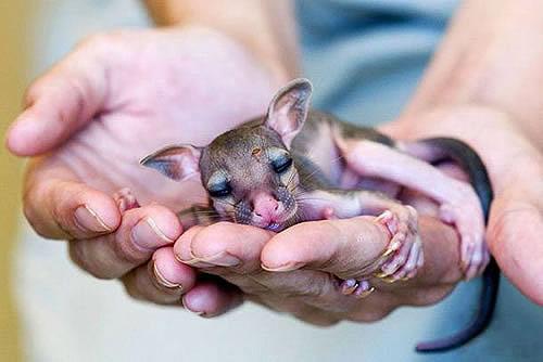 Newborn Baby Kangaroo Size