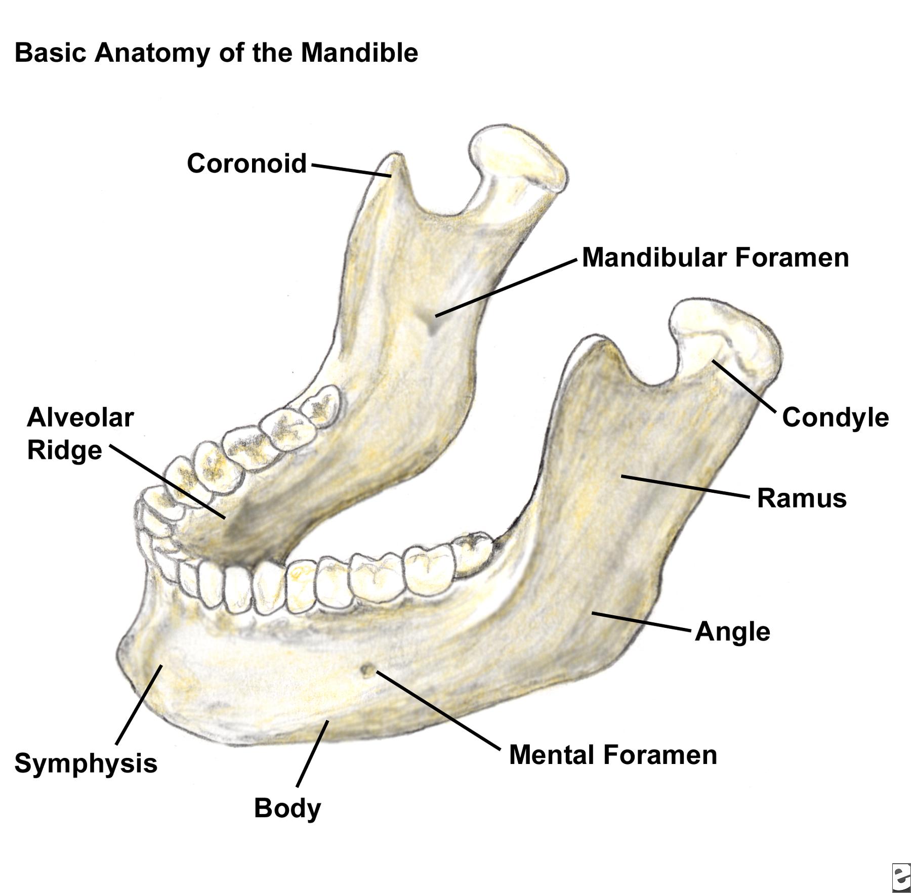 Condyloid Process And Mandibular Condyle