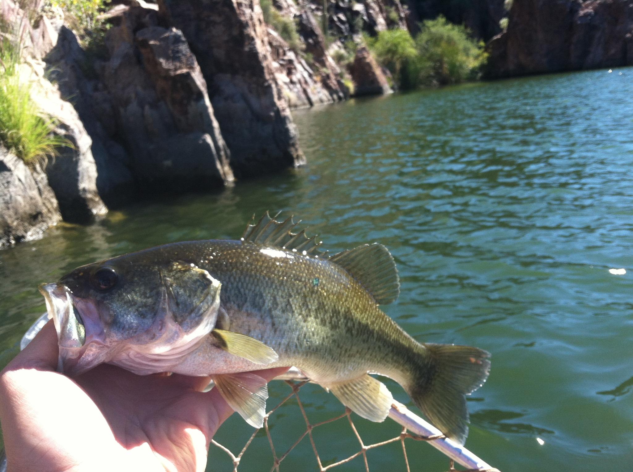 Canyon Lake Az Fishing