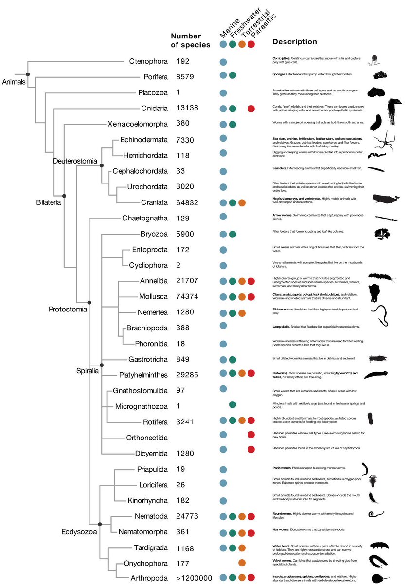 Phylogeny Of Animals