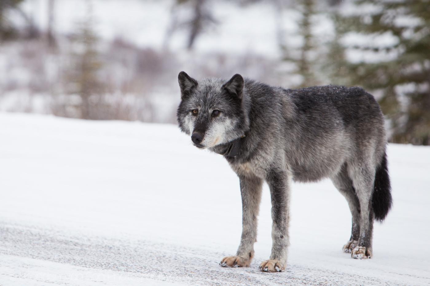 Beautiful Grey Wolf