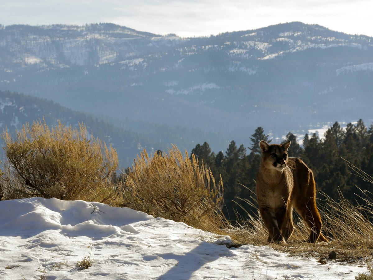 Foto del día: puma en las cordilleras de Montana (Estados Unidos ...